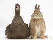 'Chocolate Muscovy Duck and Netherland Dwarf-Cross Rabbit' Photographic ...