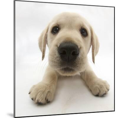 Yellow Lab Puppy 8 Weeks