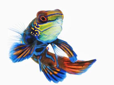 'Mandarinfish' Photographic Print - Martin Harvey | Art.com