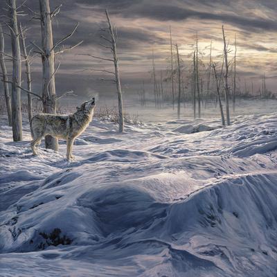 Howling Wolf (Gray Wolf) Giclee Print - Martin Ridley | Art.com