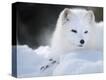 Finland, Ranua Wildlife Park. Dhole, Arctic fox in white winter coat ...