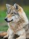 'Gray wolf in the wildlife center of the National Park Hortobagy ...