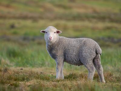 'Merino sheep. Sheep farming of great economic importance to the ...