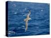 Northern Giant Petrel (Macronectes halli) in flight over the stormy ...