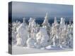'Snow covered mountain forest near Luosto. Pyha-Luosto National Park ...