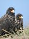 Striated caracara or Johnny Rook, rare bird of prey, Falkland Islands ...