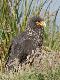 Striated caracara or Johnny Rook, rare bird of prey, Falkland Islands ...