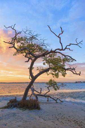'Sea Tree' Art Print - Mary Lou Johnson | Art.com