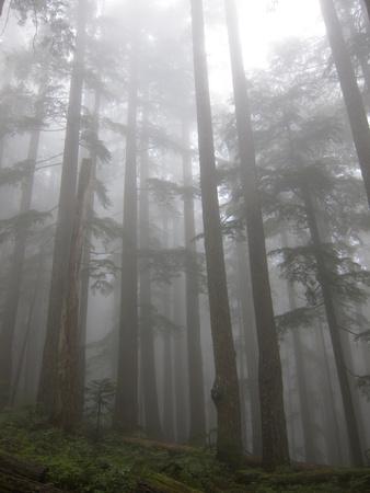 Trees in Fog, Mount Ellinore Trail, Olympic Peninsula, Washington, USA ...