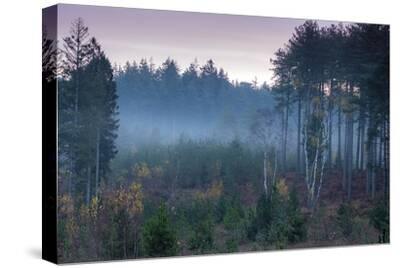 'Fading Forest' Stretched Canvas Print - Matt Roseveare | Art.com