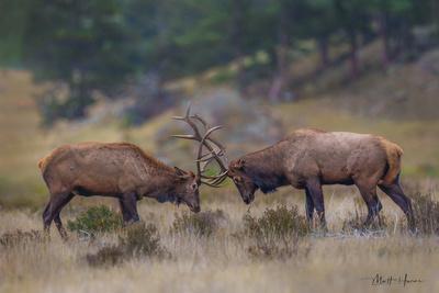 'Elk Facing Off' Art Print - Matthew Huras | Art.com