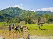 'Lahu Tribe People Planting Rice in Rice Paddy Fields, Chiang Rai ...