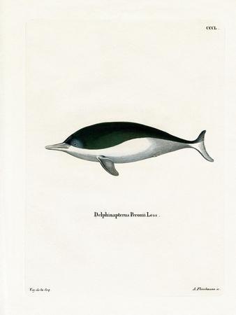 'Mealy-Mouthed Porpoise' Giclee Print | Art.com