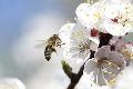 Honey Bee Enjoying Peach Blossom on a Lovely Spring Day Photographic ...