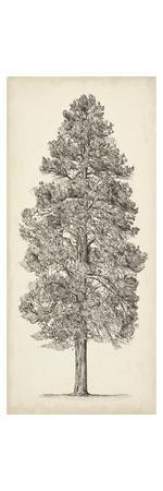 'Pacific Northwest Tree Sketch III' Art Print - Melissa Wang | Art.com