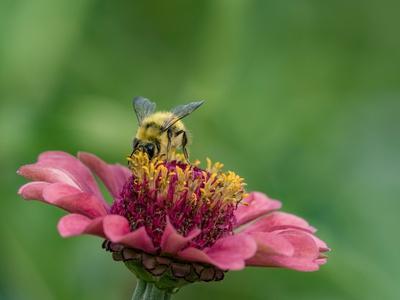 'Usa, Washington State, Duvall. Honey bee on common zinnia ...
