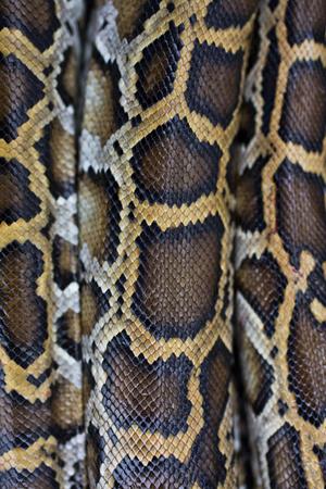 'Miami, FL, The Everglades. Close Up Of Burmese Python Skin And ...