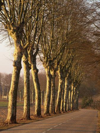 'Bare Trees Line a Rural Road in Winter, Provence, France, Europe ...