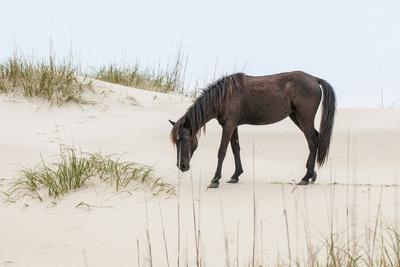 'Wild Mustangs in Currituck National Wildlife Refuge, Corolla, Outer ...
