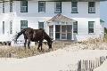 'Wild Mustangs in Currituck National Wildlife Refuge, Corolla, Outer ...