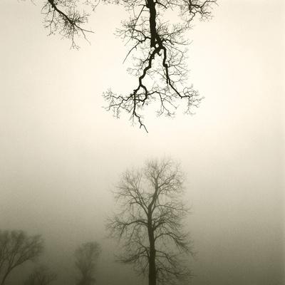 'Tree Study IV' Giclee Print - Michael Kahn | Art.com