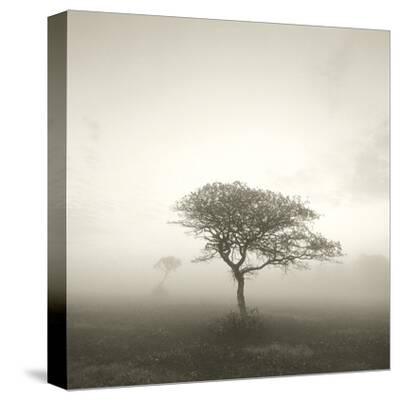 'Wilderness - Hardy' Stretched Canvas Print - Michael Kahn | Art.com