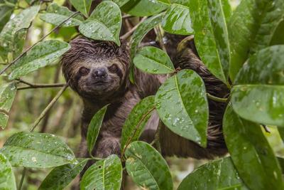 Amazon Rainforest Sloth