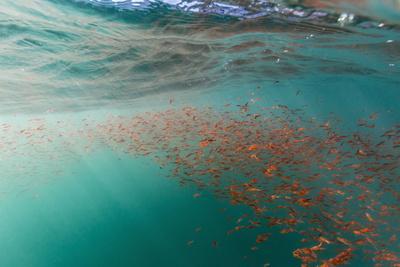 'Dense Swarms of Juvenile Squat Lobster (Munida Gregaria) Off Akaroa ...