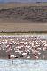 'Flamingos gathered in the hundreds to feed, Eduardo Avaroa Andean ...