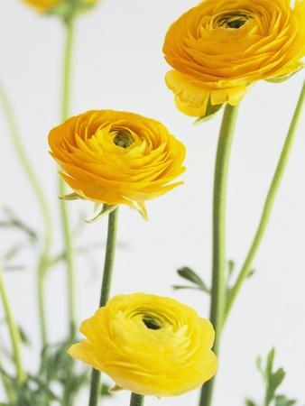 'Yellow Ranunculus' Photographic Print - Michelle Garrett | Art.com