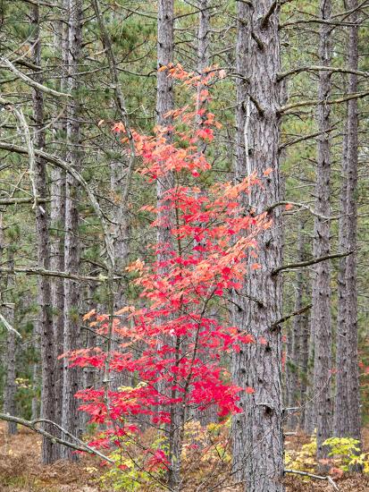 Michigan, Upper Peninsula. Fall Foliage and Pine Trees in the Forest ...