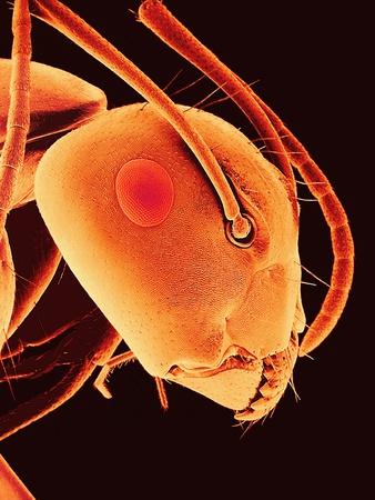 'Head of an Ant' Photographic Print - Micro Discovery | Art.com
