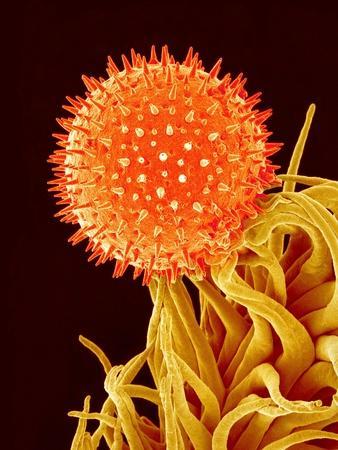 'Mallow Plant Pollen Magnified 600 Times' Photographic Print - Micro ...