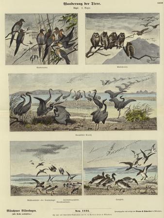 'Migration of Animals' Giclee Print | Art.com