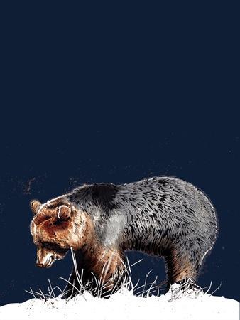 The Bear on Midnight Blue, 2020, (Pen and Ink) Giclee Print - Mike ...