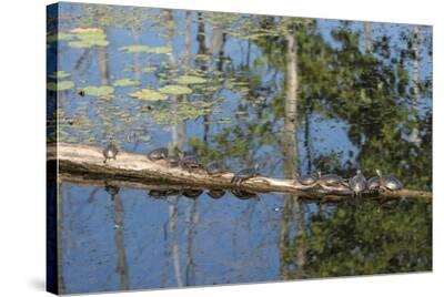 'Huddle' Stretched Canvas Print - Mike Toy | Art.com