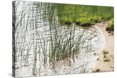 'Rushing Reeds' Stretched Canvas Print - Mike Toy | Art.com