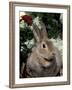 'Mini Rex Domestic Rabbit' Photographic Print - Lynn M. Stone | Art.com