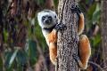 'Diademed Sifaka Lemur (Propithecus Diadema) Â€“ Portrait, Madagascar ...