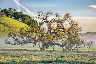 'Misty Country Oak Tree, Petaluma, Sonoma County, California ...