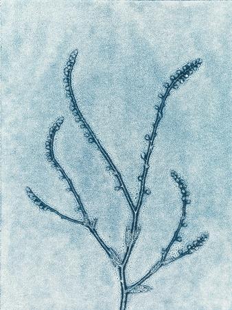 Blue Spindle 2 Giclee Print - MMB Studio | Art.com