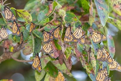 'Monarchs gathering to roost in tree during migration south ...