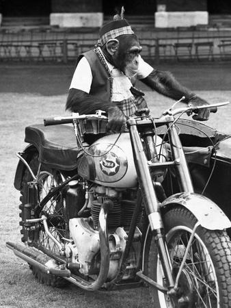 'Motorcycle Chimp' Photographic Print | Art.com