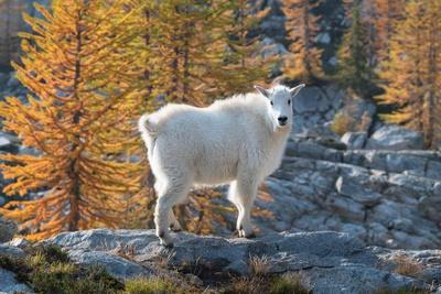 'Mountain Goats at Stiletto Lake, North Cascades National Park ...