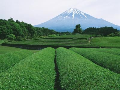 'Mt. Fuji from tea plantation, Fujinomiya city, Shizuoka prefecture ...