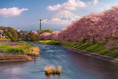 Mt. Fuji, Japan spring landscape and river Photo | Art.com