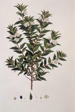 Myrtus communis, common myrtle or true myrtle Giclee Print | Art.com