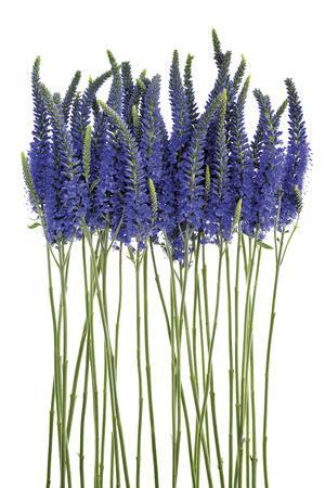 Blue Speedwell Giclee Print - Nadia Culph | Art.com
