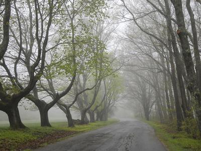 'Misty Road in Early Springtime, Cape Elizabeth, Maine' Photographic ...