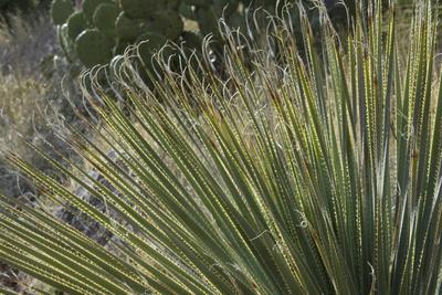 'Narrow-Leaf Yucca in the Little Florida Mountains, New Mexico ...
